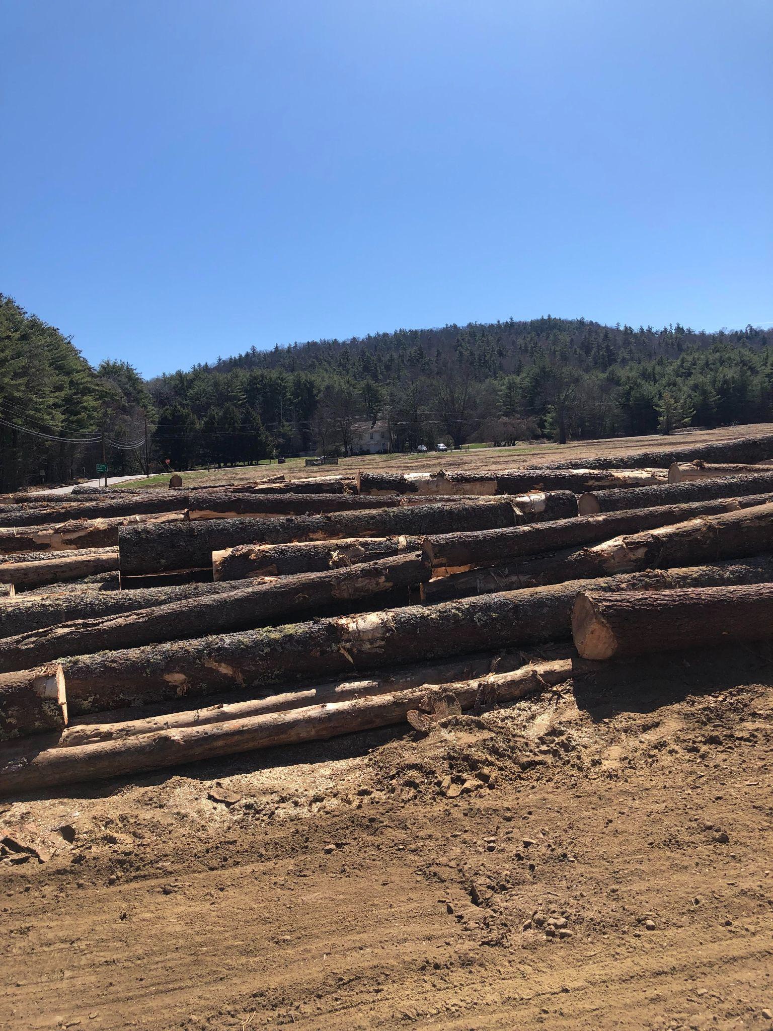 Have you noticed the timber cut recently at the Pattee Conservation ...